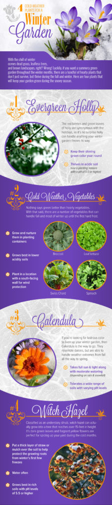 4 Cold Weather Plants For Garden | Infographic